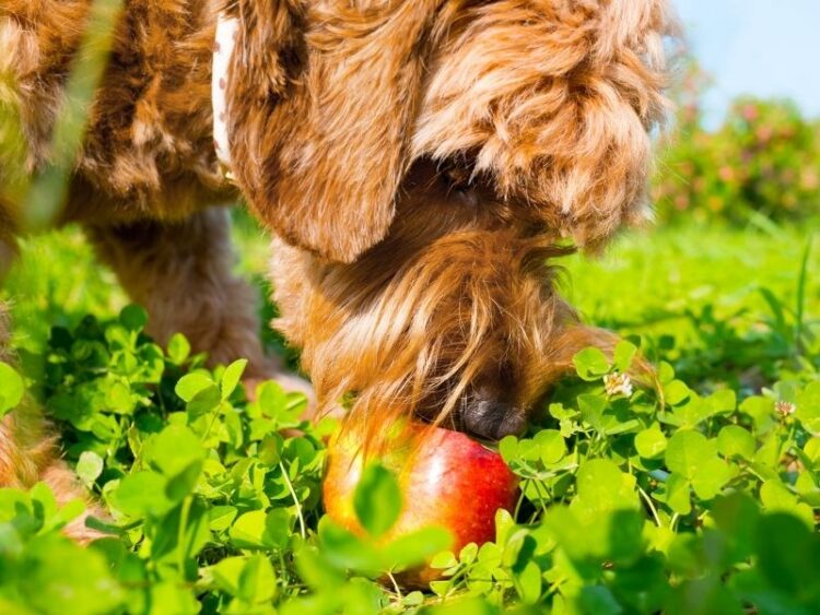 Can dogs eat apples? - This Dog Eats