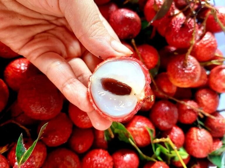 Can dogs eat lychee? - This Dog Eats