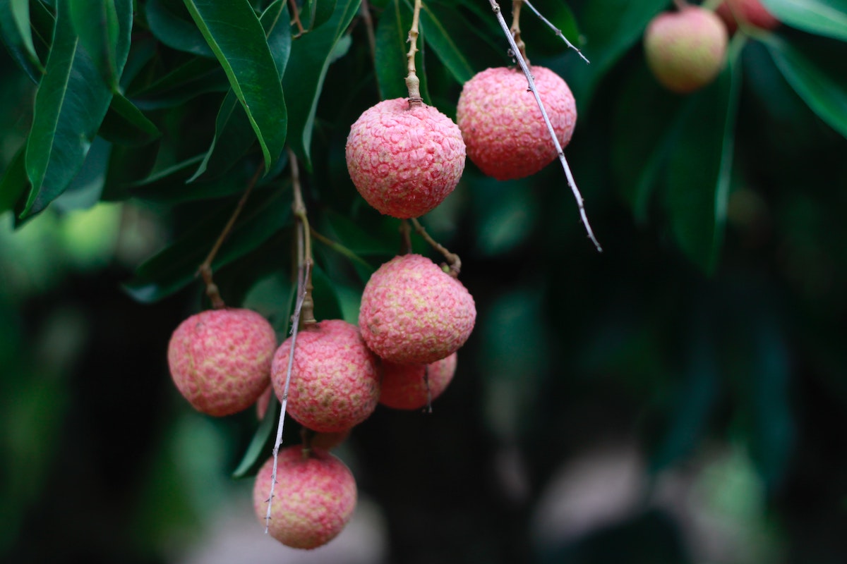 Can dogs eat lychee? - This Dog Eats